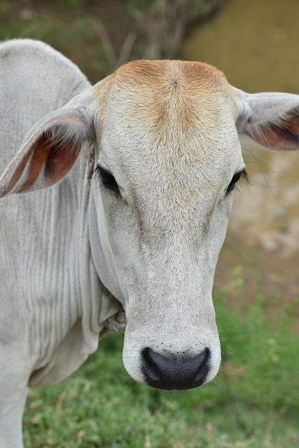 Plus de 10 000 images de Fermier Qui Trait Sa Vache et de Vache - Pixabay