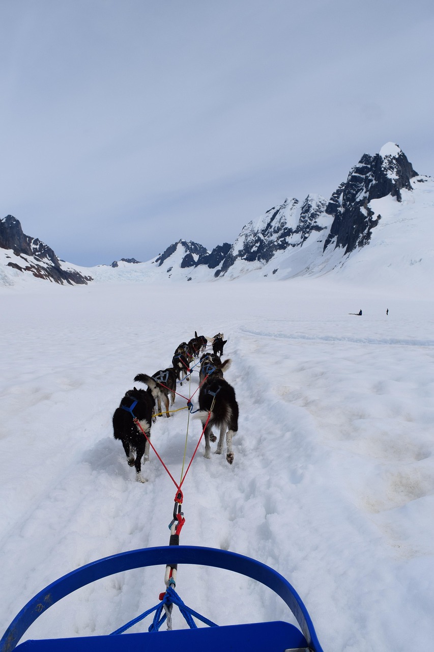 Trineo Perros Huskies Trabajo En - Foto gratis en Pixabay - Pixabay