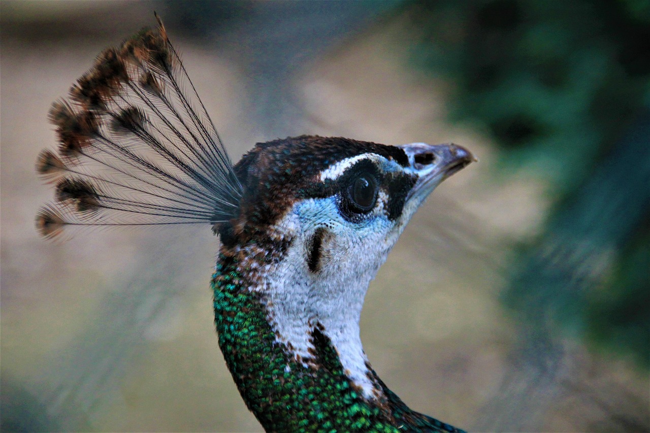 60+ Free Female Peacock & Peahen Images - Pixabay
