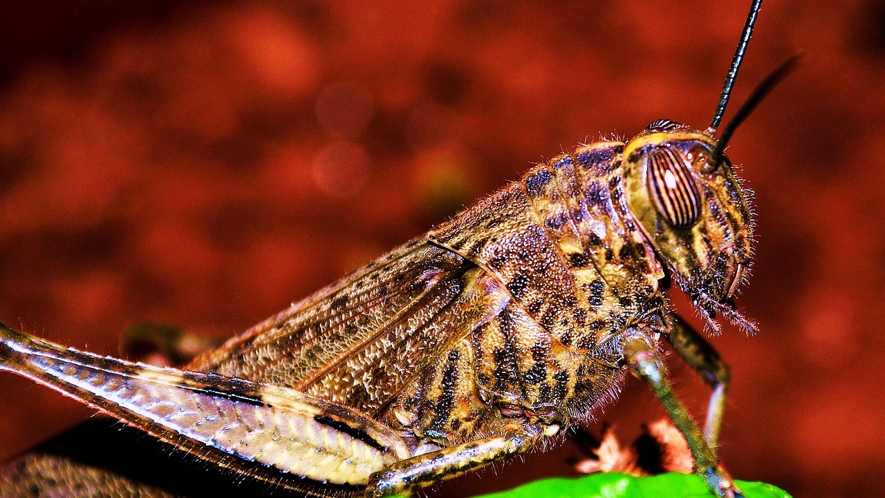 Grasshopper Insect Lobster - Free photo on Pixabay
