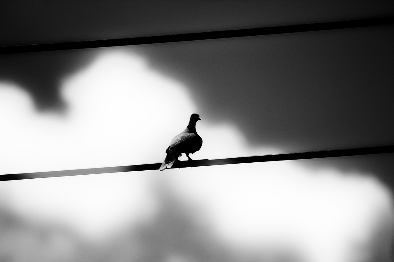 Paloma Silhouette Chéri Les - Photo gratuite sur Pixabay - Pixabay