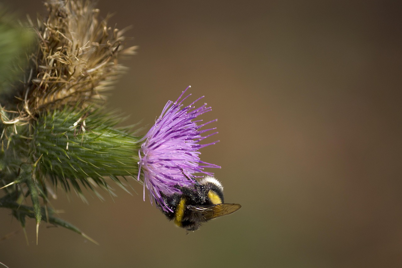 300+ Free Thorns Thistles & Thistle Images - Pixabay