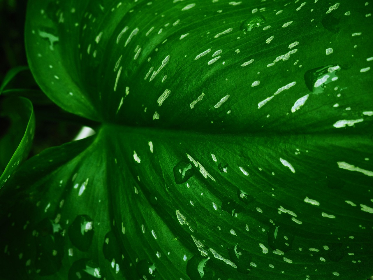 Plantas Verde Natureza - Foto gratuita no Pixabay - Pixabay
