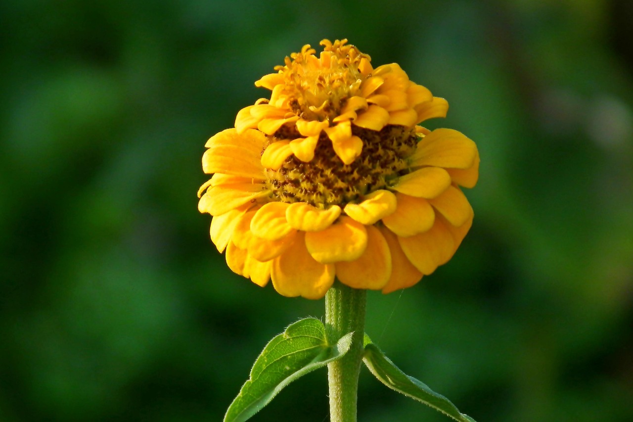 Zinnien Blumen Gelb Sommer - Kostenloses Foto auf Pixabay - Pixabay