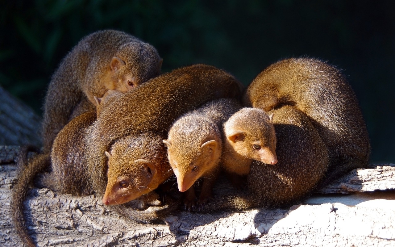 Animales Zoológico Naturaleza - Foto gratis en Pixabay
