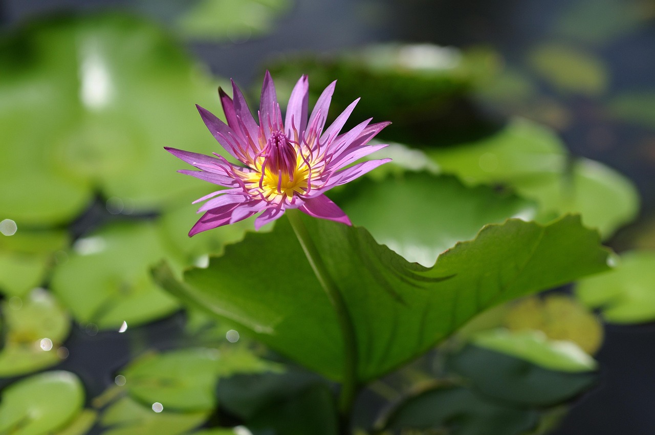 Nenúfar Ninfa Flor - Foto gratuita no Pixabay - Pixabay