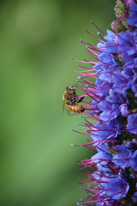 Mauve Bleu Echium - Photo gratuite sur Pixabay - Pixabay