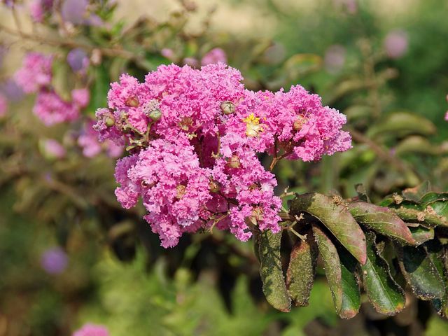 50+ Free Lagerstroemia & Lagerstroemia Speciosa Images - Pixabay