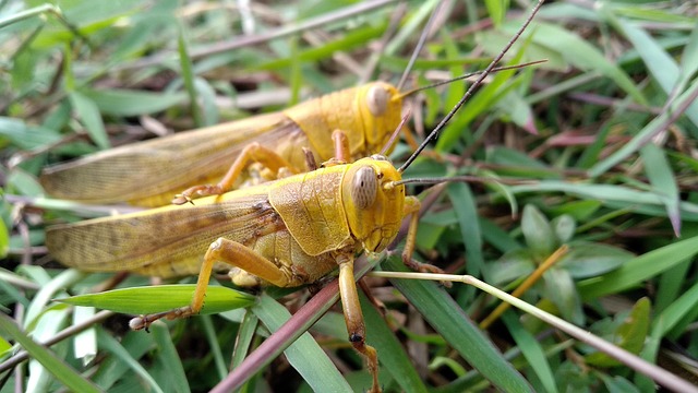 Viridissima Insecto Verde - Foto gratis en Pixabay - Pixabay