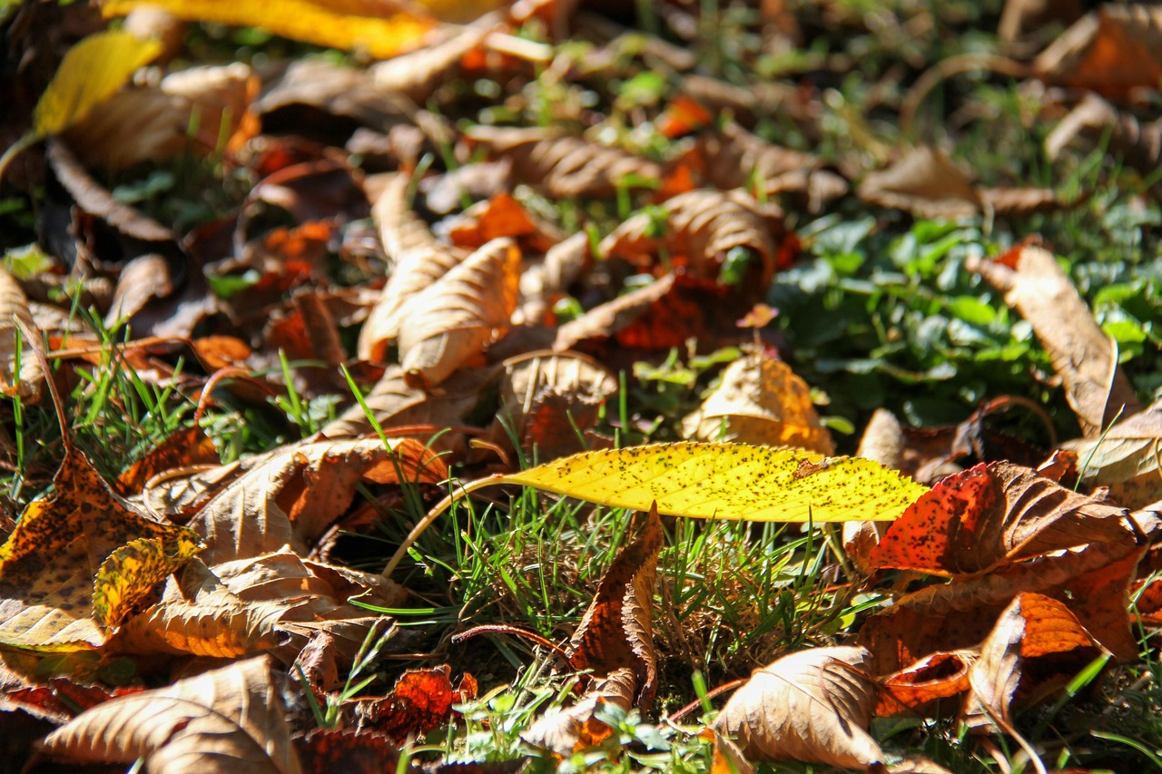 Feuilles Automne Jardin - Photo gratuite sur Pixabay - Pixabay