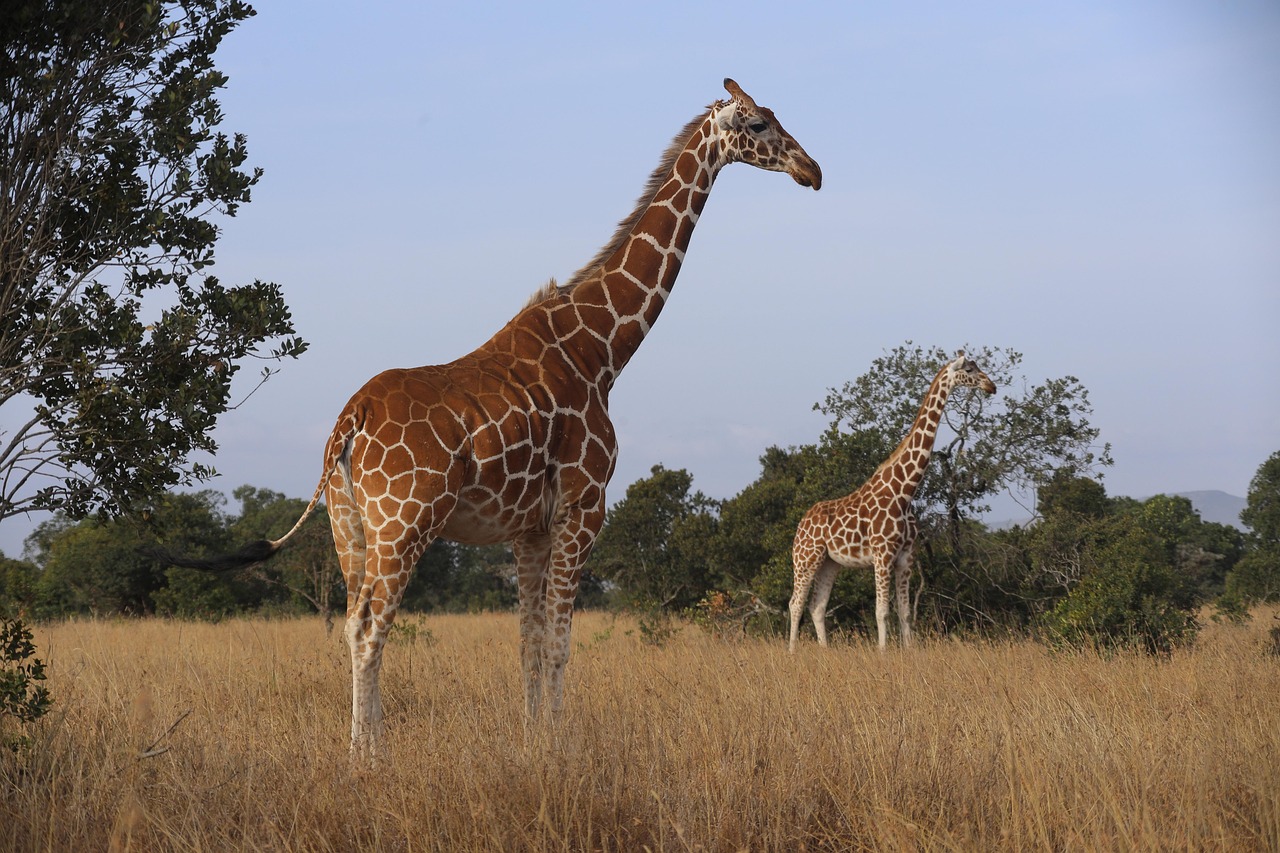 3.000+ kostenlose Giraffen und Natur-Bilder - Pixabay