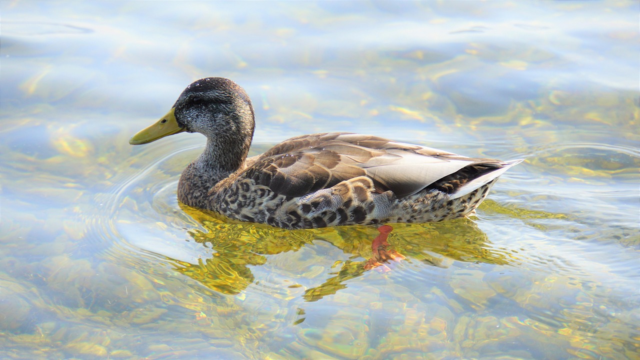 Canard Oiseau Animal Lac De - Photo gratuite sur Pixabay - Pixabay