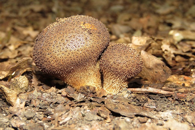 Hongos Bosque Naturaleza - Foto gratis en Pixabay - Pixabay