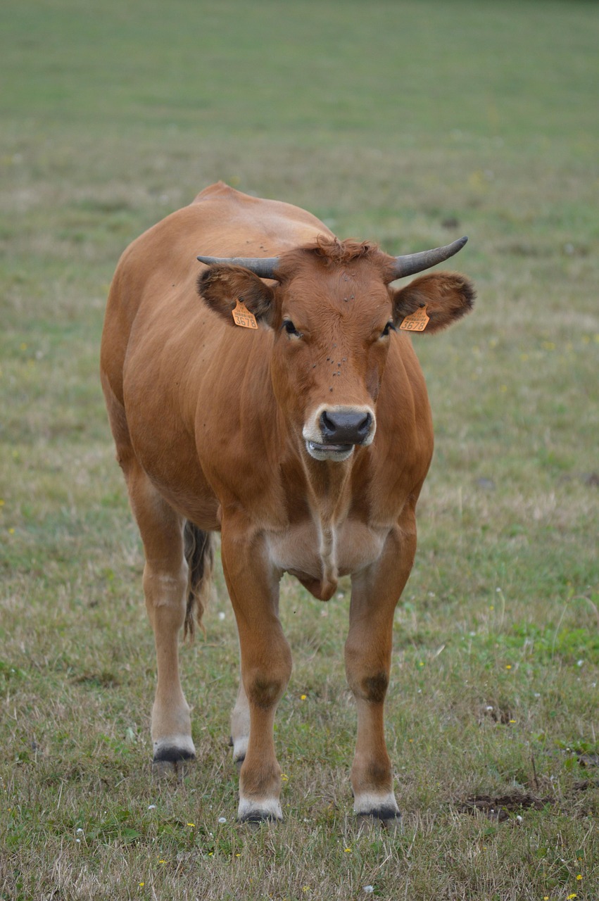Cow Pre Cattle - Free photo on Pixabay