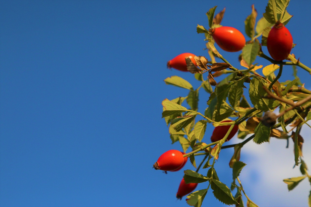 Rosa Mosqueta Naturaleza Fruta - Foto gratis en Pixabay - Pixabay