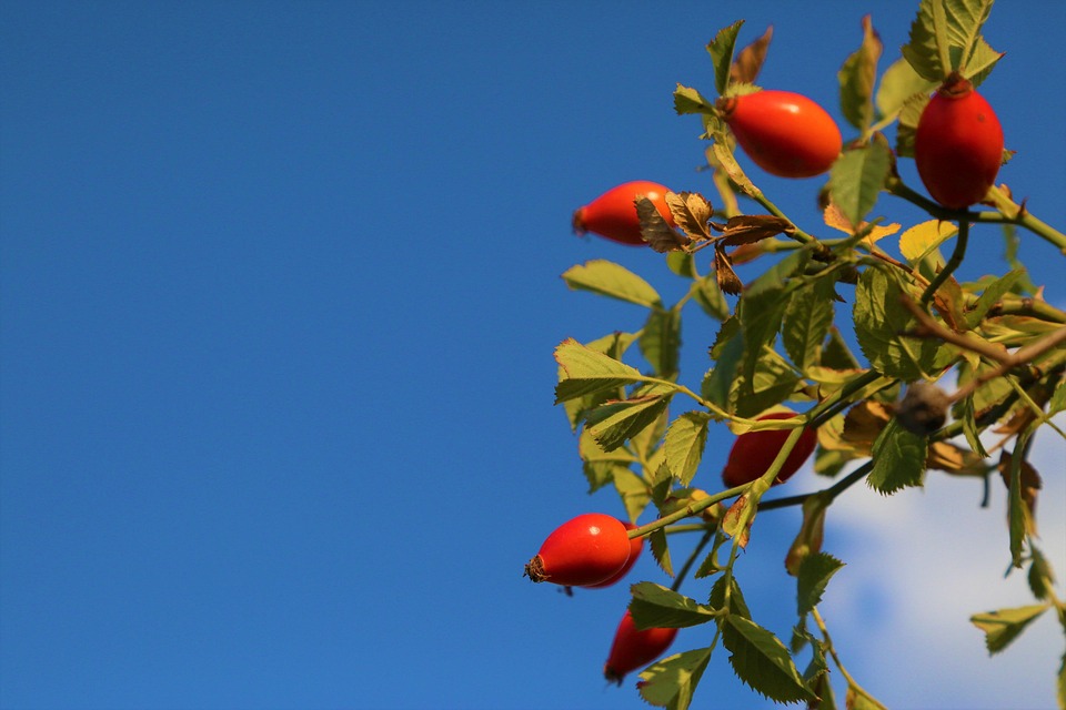 Rosehip Nature Fruit - Free photo on Pixabay - Pixabay