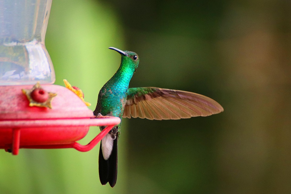 Hummingbird Colibri Bird - Free photo on Pixabay - Pixabay