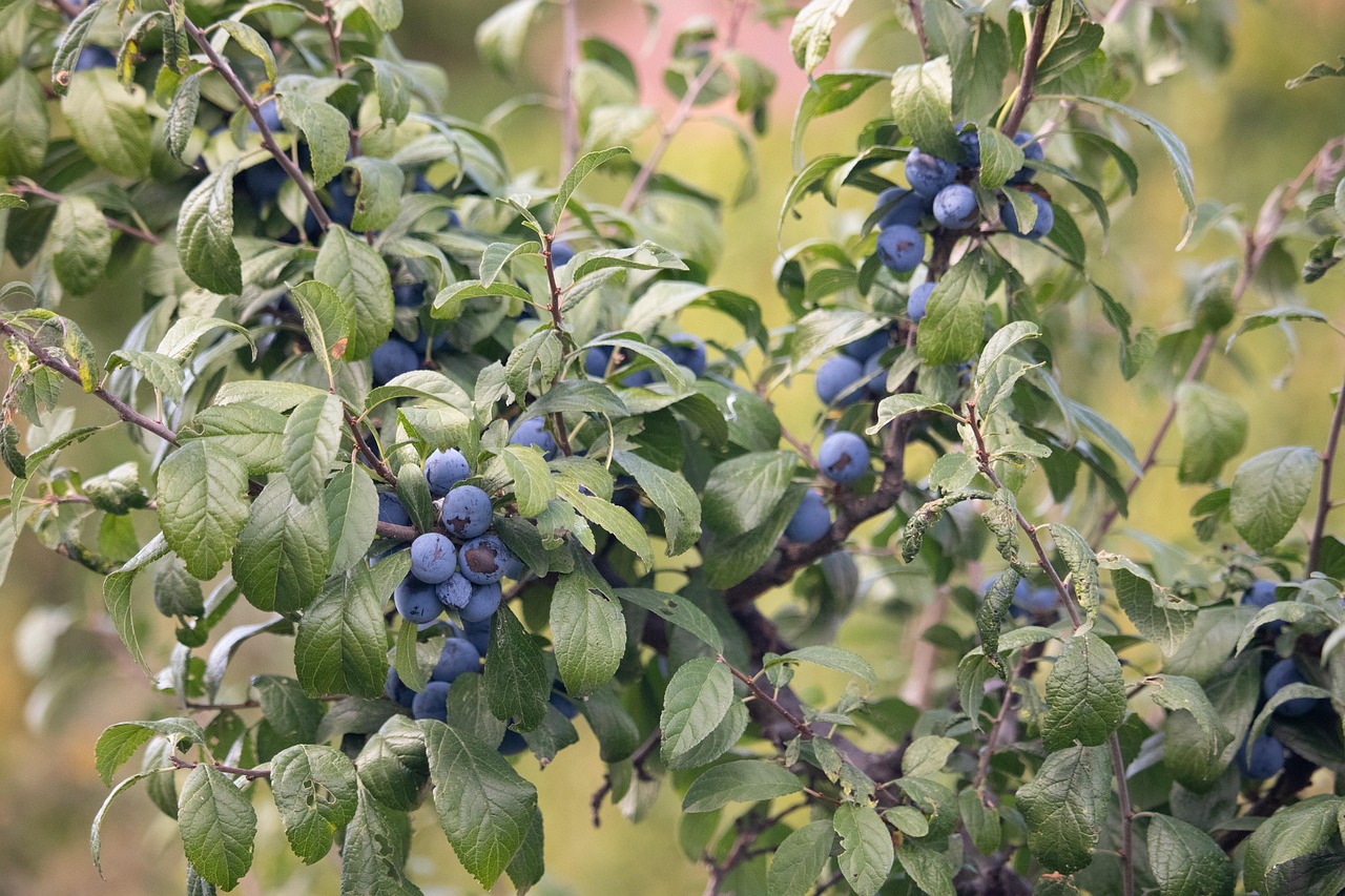 Prunelle Fruit En Bonne Santé - Photo gratuite sur Pixabay - Pixabay