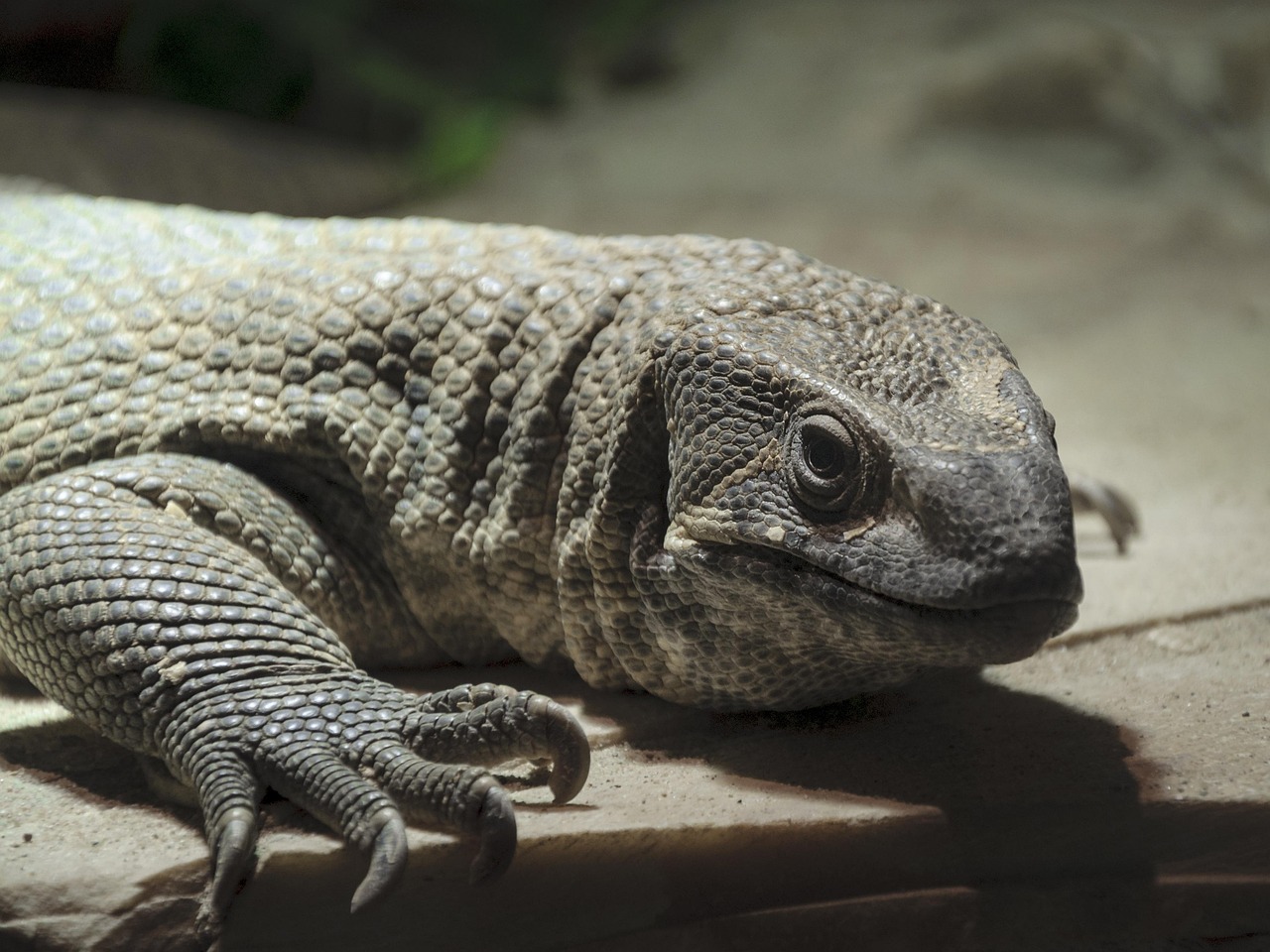 Dragon Barbu Lézard Reptile - Photo gratuite sur Pixabay - Pixabay