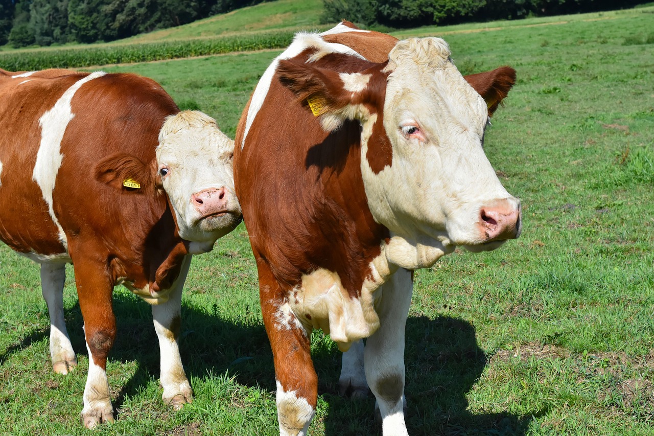 1,000+ Free Milk Cow & Cow Images - Pixabay