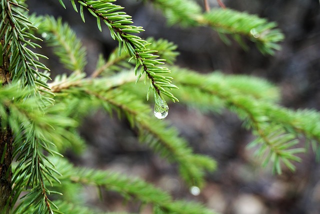 Relaxing Rain Drop Water - Free photo on Pixabay