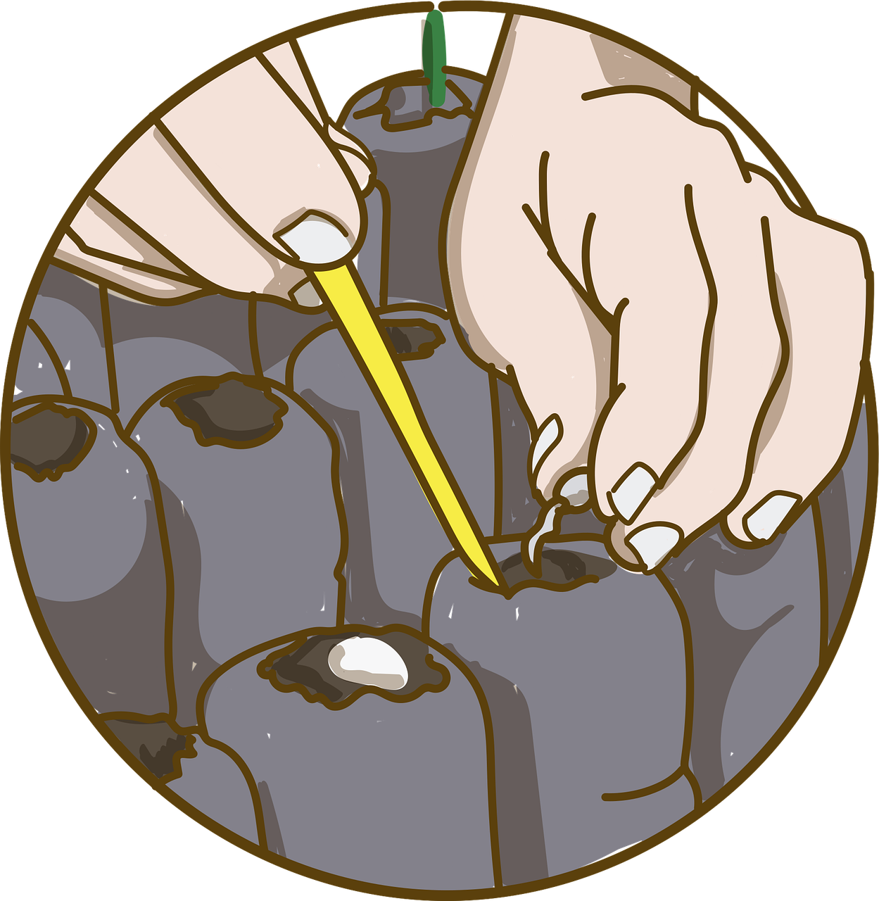 2 Free Pl ntula Seedlings Vectors Pixabay