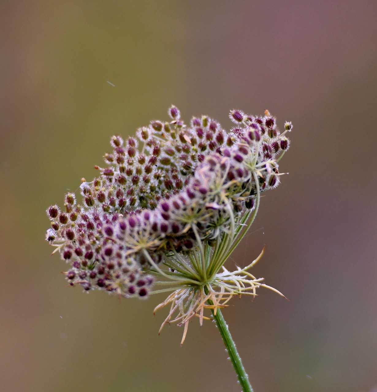 Ombellifère Nature Des Graines - Photo gratuite sur Pixabay - Pixabay