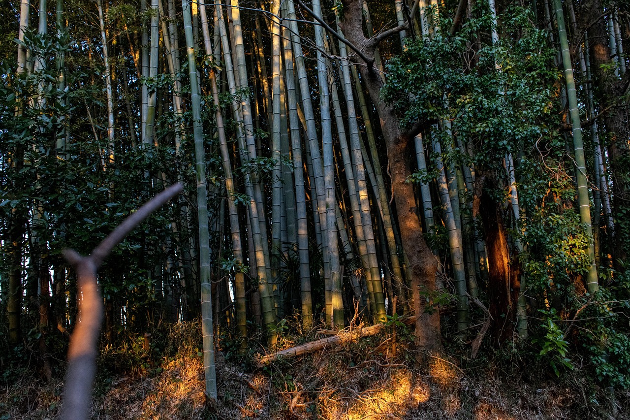 Bamboo Japan Tokyo - Free photo on Pixabay - Pixabay