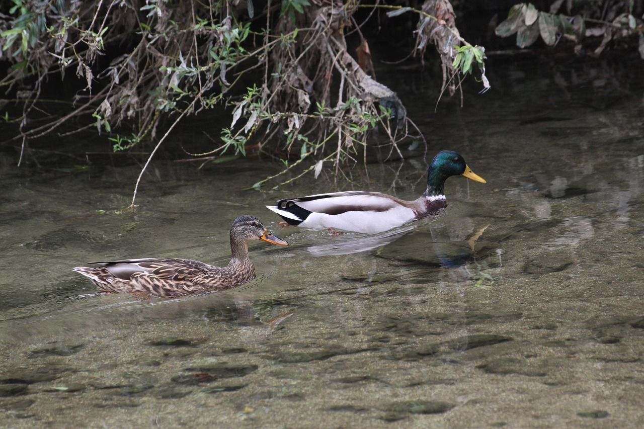 Mallard Duck Pair Waterfowl - Free photo on Pixabay