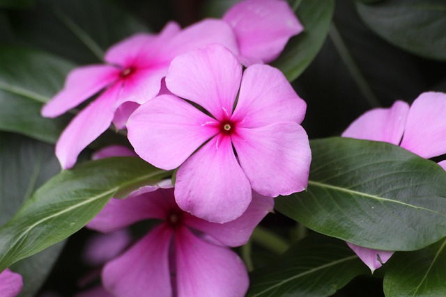 Pink Flowers Flower Plant - Free photo on Pixabay - Pixabay