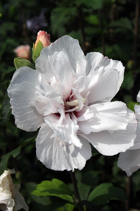 Rose Of Sharon Korea Korean - Free photo on Pixabay