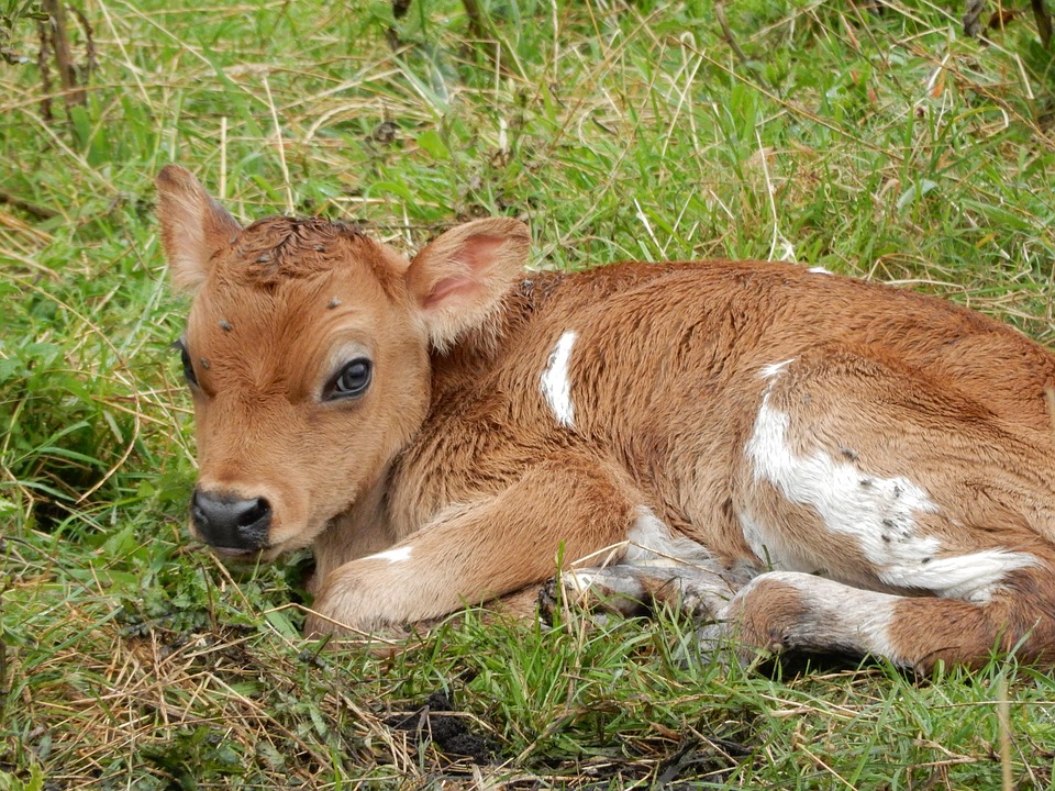 Kälbchen Wiese Weide - Kostenloses Foto auf Pixabay