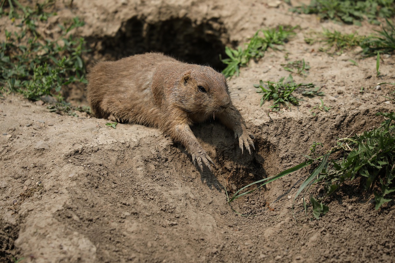 Prairie Dog Animal Nature - Free photo on Pixabay - Pixabay