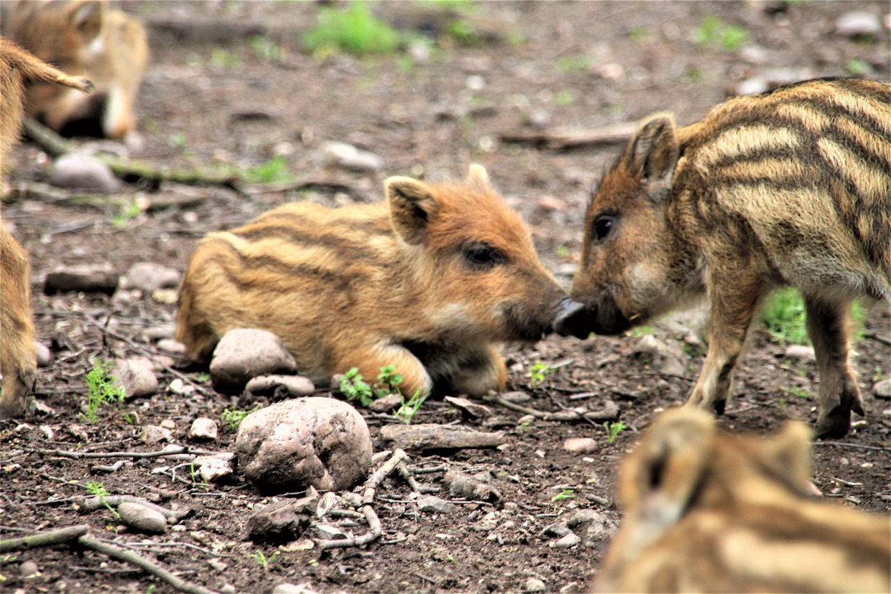 Wild Boar Rookie Deer Park - Free photo on Pixabay - Pixabay