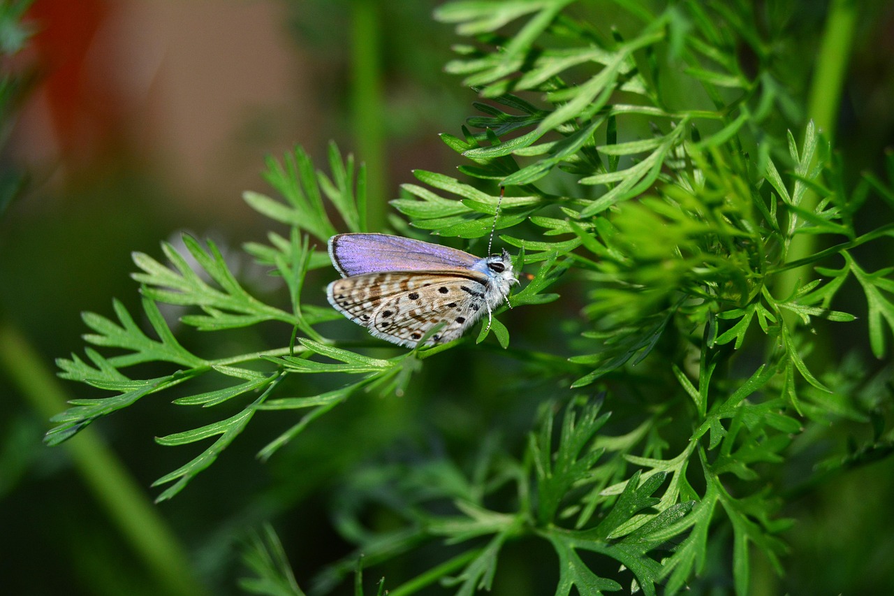 Más de 3 imágenes gratis de Babul y Naturaleza - Pixabay