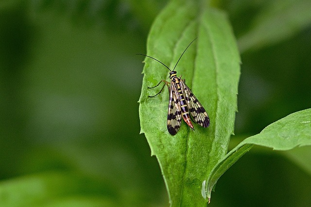 Nature Scorpion Fly Female Close - Free photo on Pixabay - Pixabay