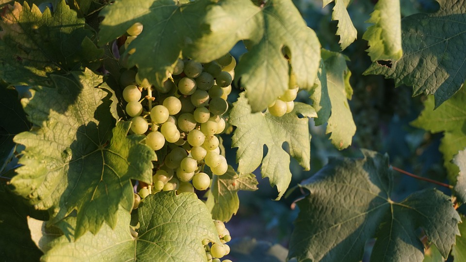 Grapes Vines Wine Growing - Free photo on Pixabay - Pixabay