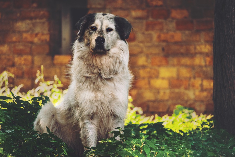 Cão Cachorro Animal - Foto gratuita no Pixabay - Pixabay