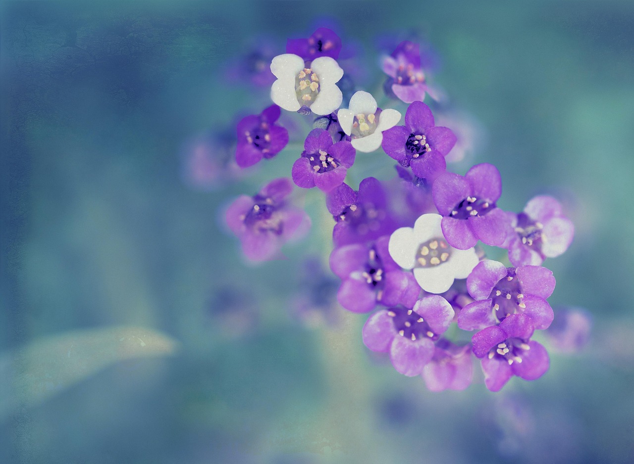 Lobularia Maritima Macro Alyssum - Free photo on Pixabay - Pixabay