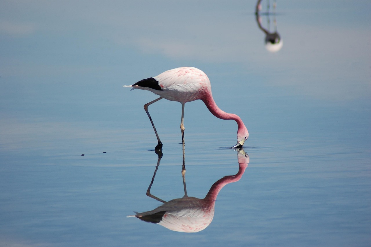 Flamingo Bird Chile - Free photo on Pixabay
