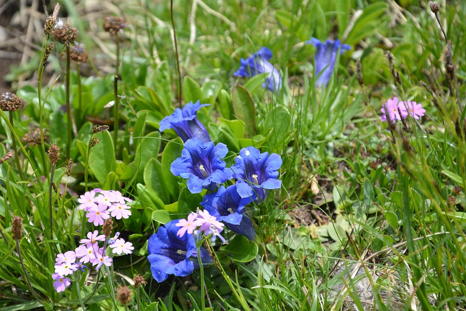 Gebirgsblume Alpen Pflanze Knospe Erdbeere Knospe Pflanze - Kostenloses ...