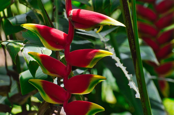 100+ Free Heliconia & Nature Images - Pixabay