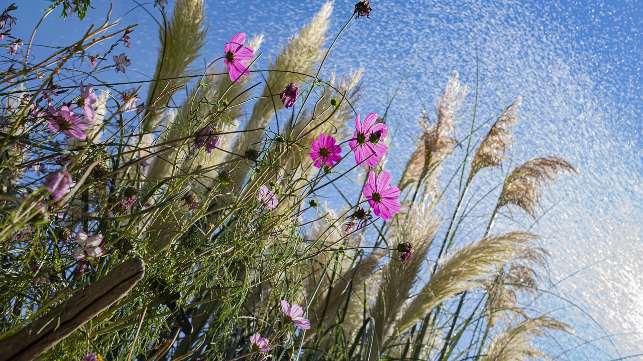 Pampas Grass Flower Sun Blue - Free photo on Pixabay - Pixabay