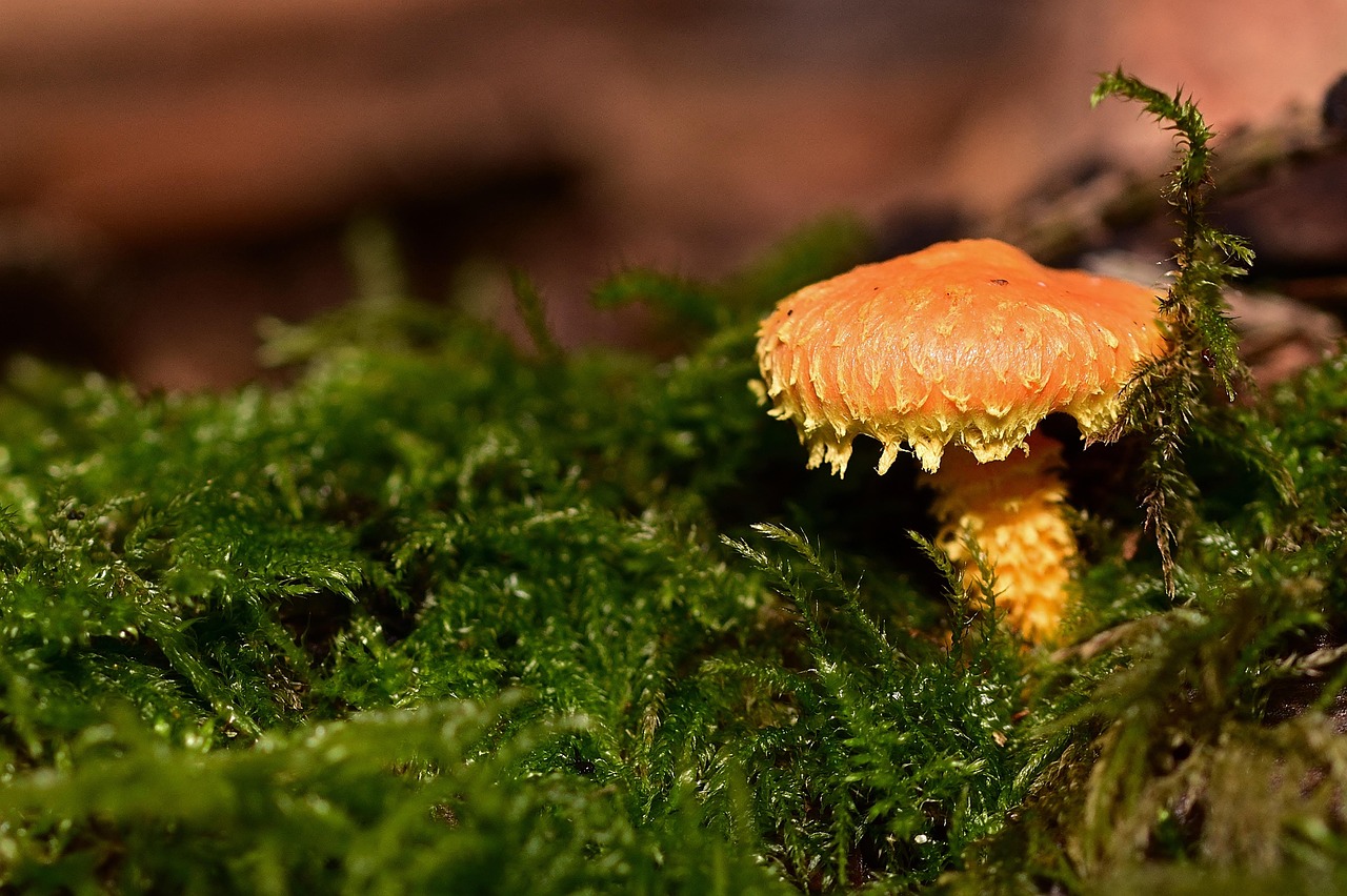 La Nature Forêt Champignon - Photo gratuite sur Pixabay - Pixabay