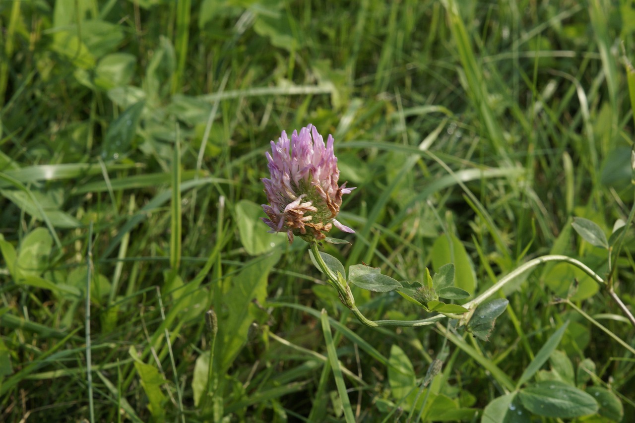 Bunga Hijau Rumput Musim - Foto gratis di Pixabay - Pixabay