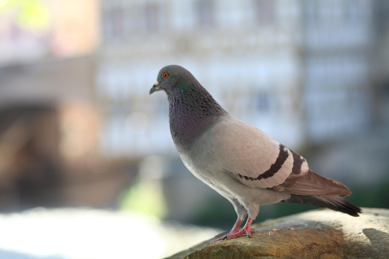 Colombe Oiseau Animal - Photo gratuite sur Pixabay - Pixabay