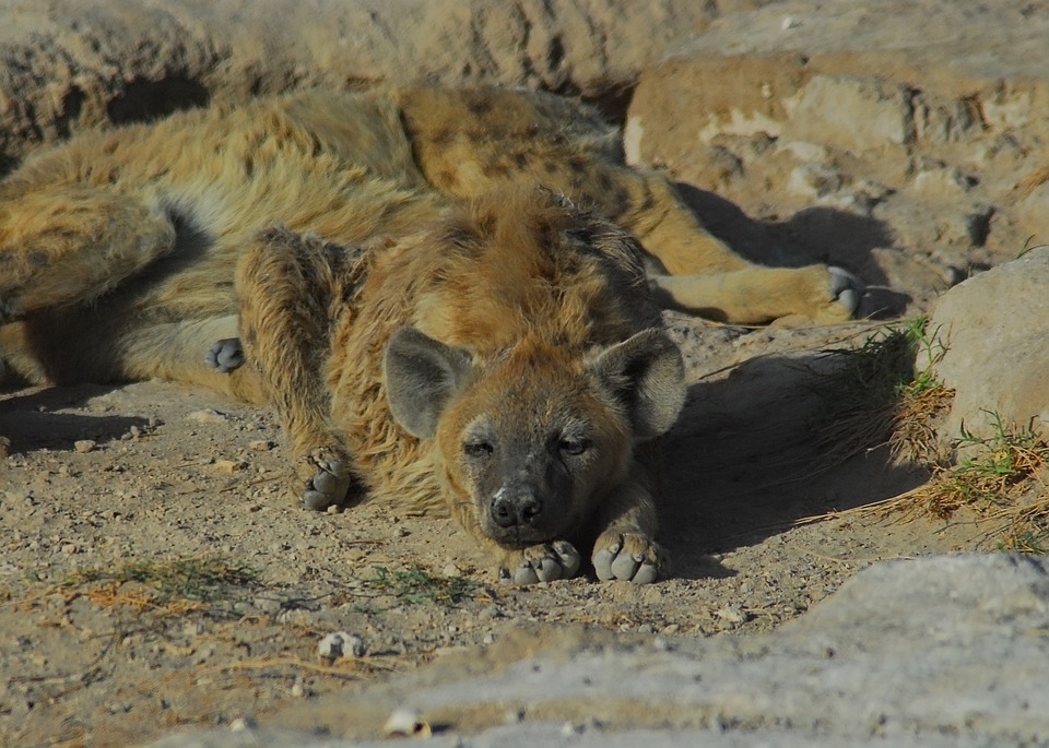 Hyena Amboseli Africa - Free photo on Pixabay