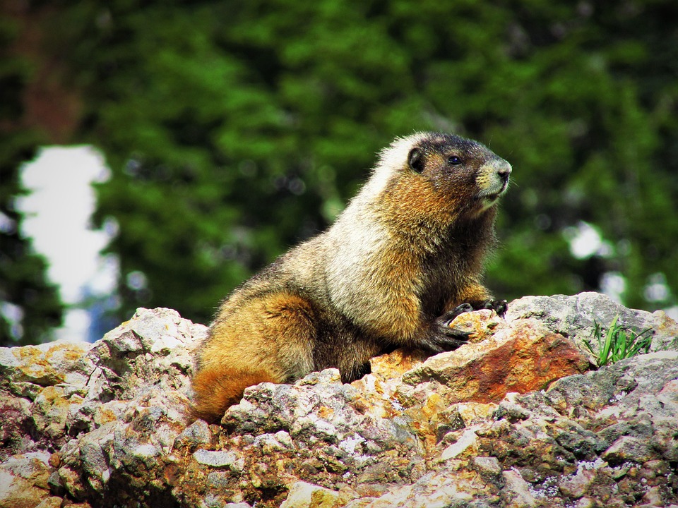 Yellow-Bellied Marmot 마멋 설치류 야생 - Pixabay의 무료 사진 - Pixabay