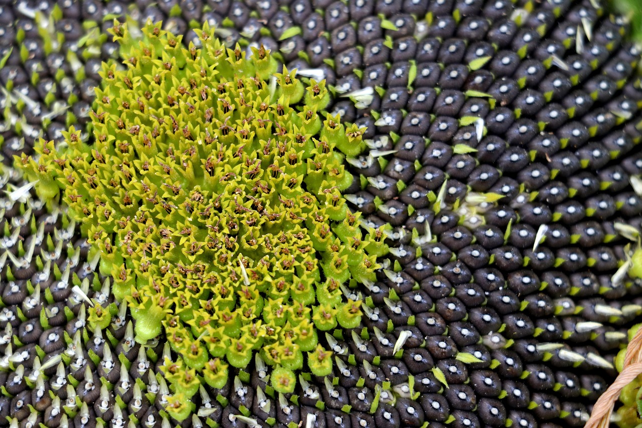 20,000+ Free Sunflower Seeds & Sunflower Images - Pixabay