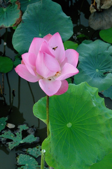 Lotus Fleur Vert - Photo gratuite sur Pixabay